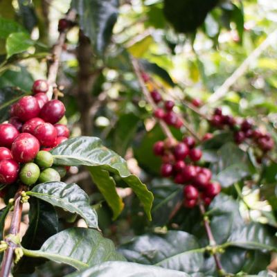 Coffee Shrub - Colombia - South America - Green Coffee