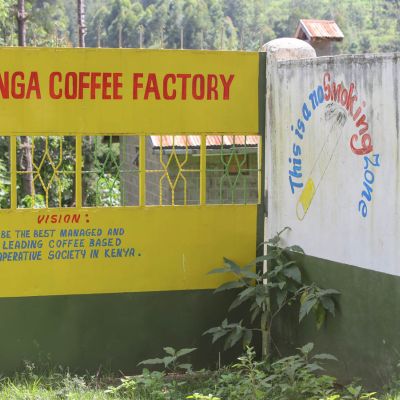 Coffee Shrub - Kenya - Africa - Green Coffee