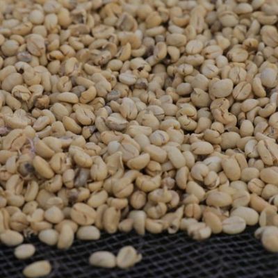 Coffee Shrub - Green Coffee