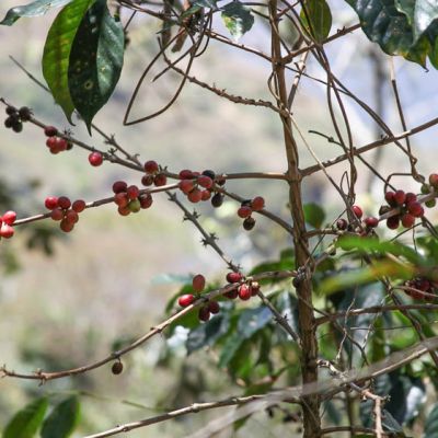 Coffee Shrub - Peru - South America - Green Coffee