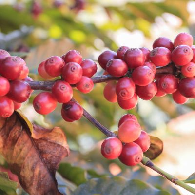 Coffee Shrub - Brazil - South America - Green Coffee