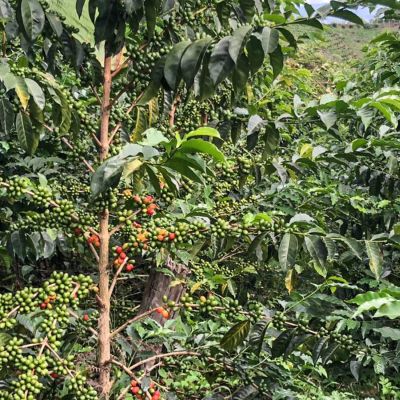 Coffee Shrub - Colombia - South America - Green Coffee