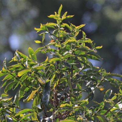 Coffee Shrub - Green Coffee