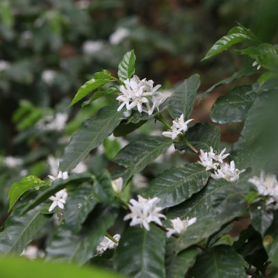 Coffee Shrub - Latest Coffee - Green Coffee
