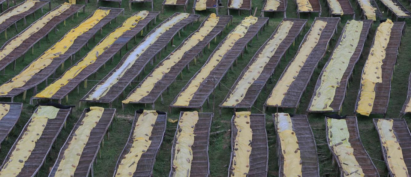 Rwanda Honey Process Gatare