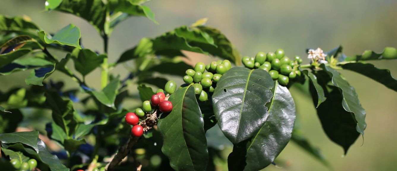 Sulawesi Wet Hulled Luwu Seko
